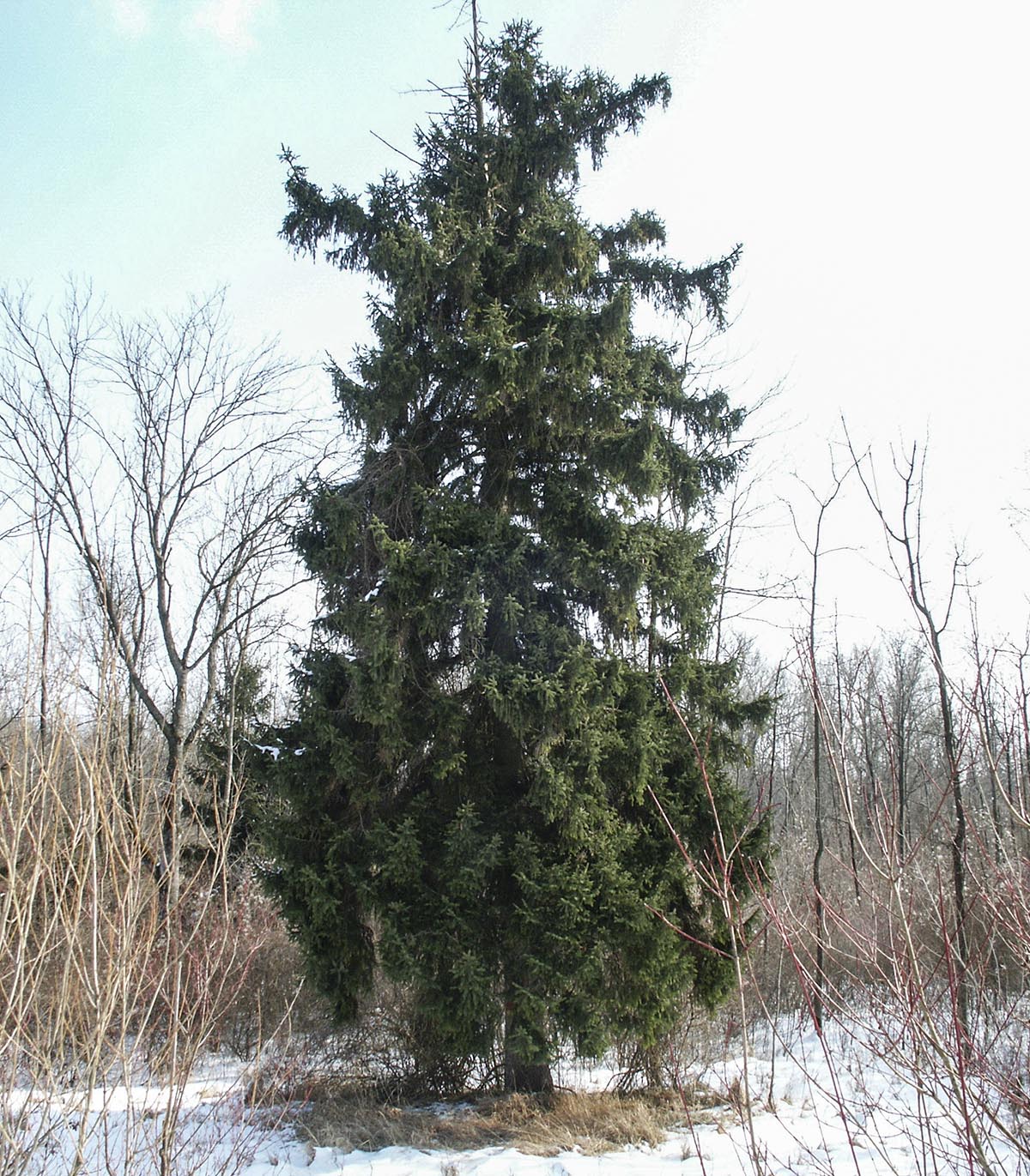 Picea abies